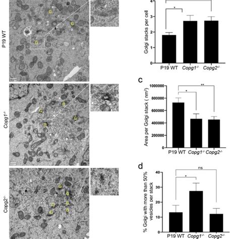 Depletion Of G1 Cop Or G2 Cop Affects Golgi Morphology A Electron