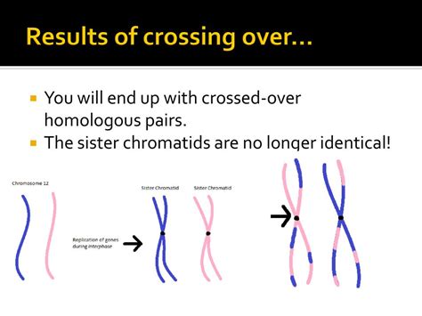 Sexual Reproduction Is Ppt Download