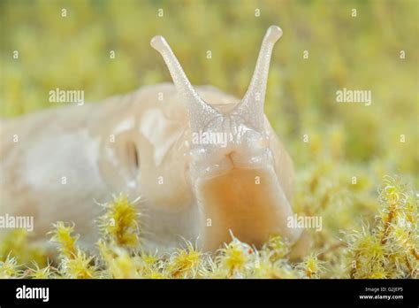 Banana Slug Ariolimax Columbianus Temperate Rainforest Coastal
