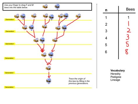 Solve And Simplify Fibonacci Sequence In Nature Activity Lesson