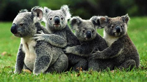 Los 8 datos más curiosos sobre los koalas Weekend
