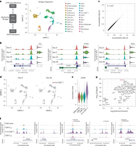 Cell Type Specific Chromatin Accessibility Dynamics In Response To