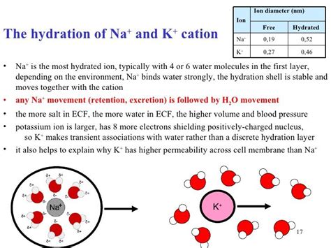 How Do Hydration Shells Form At Charlie Clarence Blog