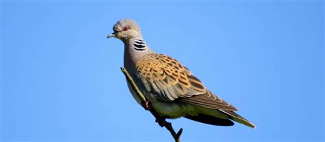 The European Turtle Dove Critter Science