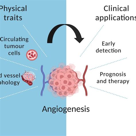 The Role Of Angiogenesis In Cancer Evolution Circulating Tumour Cells