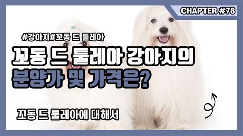 꼬동 드 툴레아 강아지의 분양가 및 가격은 Youtube