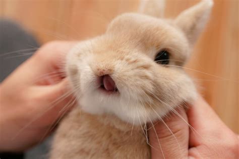 むらかわくん prog pi Twitter