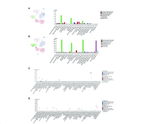 A Single Cell Enrichment Analysis Of Cpeb1 Expression In Breast