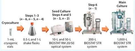Seed Train Of The 1000 L Fed Batch Cell Culture Run Starts With One