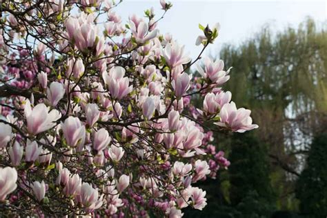 Can A Magnolia Tree Grow Inside In A Pot Garden Tabs