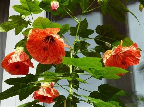 5 самых ярких комнатных растений которые цветут всё лето Названия и
