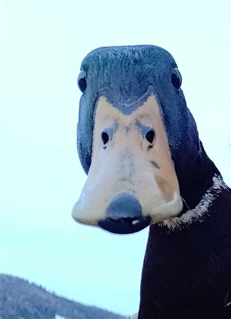 My Derpy Duck R Duck