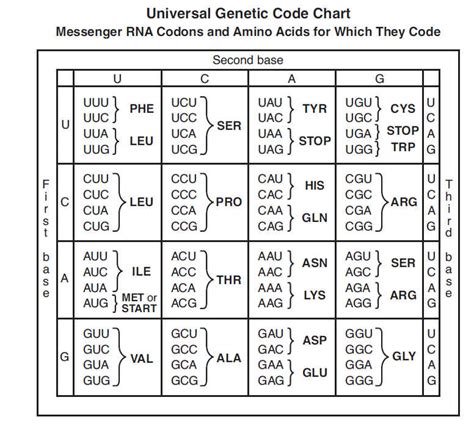 Codon Chart Worksheet