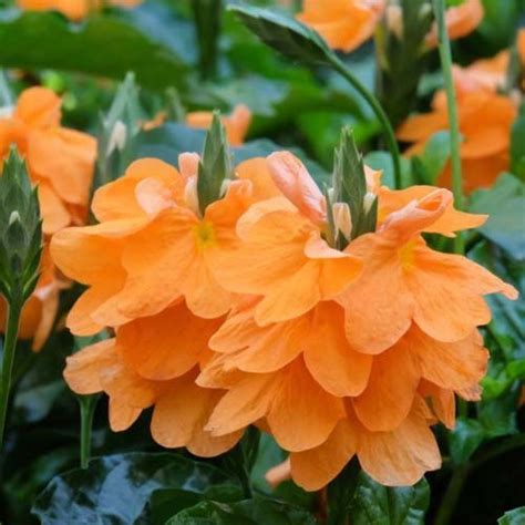 Crossandra Trade Connect International