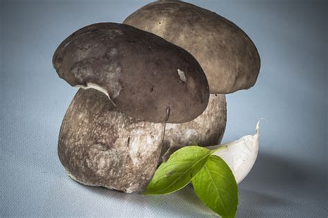 바 질 허브와 마늘 아름 다운 신선한 건강 한 버섯 Cep Porcini Boletus 새싹 절연 및 복사 공간 그래픽 디자인