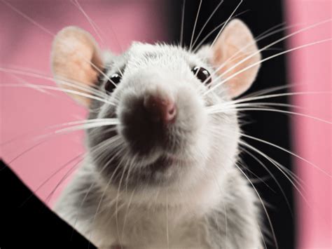 Fancy Rat Varieties Fur Color Eye Color Coat Type And Markings
