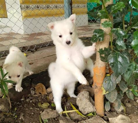 Pomeranian Price In Goa Best For Pets