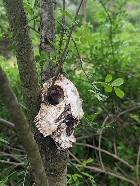 Found Strategically Placed Deer Bonesparts Around The Nature Preserve Roddlyterrifying