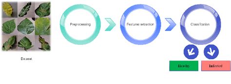 Figure 1 From Local Directional Patterns For Plant Leaf Disease