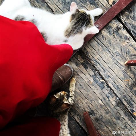 宅 根绒多吉仁波切