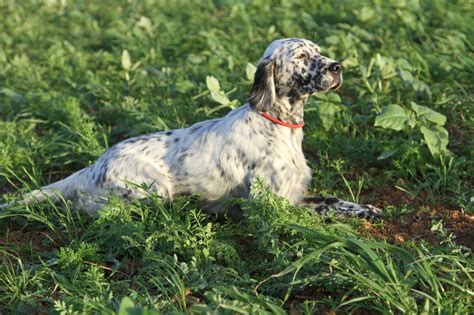 Chien Setter Anglais Regliss Du Sentier Des Lutins