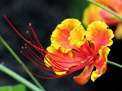 Manfaat Dan Khasiat Bunga Merak Caesalpinia Pulcherrima Tanaman Herbal
