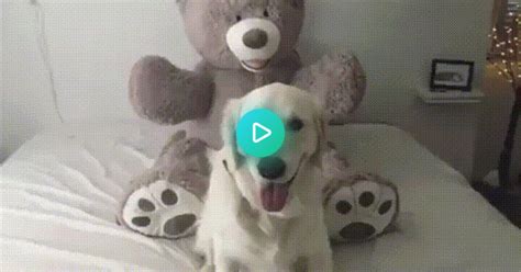 Trust Fall  On Imgur