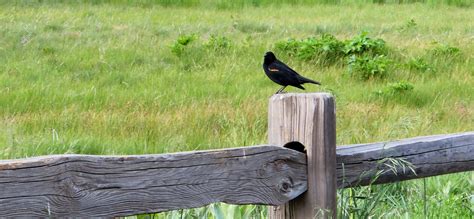 Help Identifying This Bird Rbirding Help Identifying This Bird Rbirding