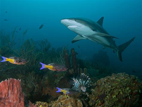 Caribbean Reef Shark Habitat