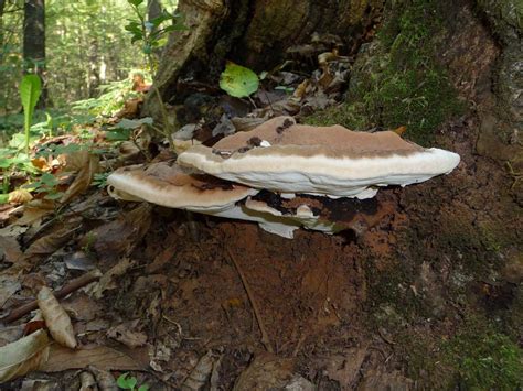 Ganoderma: Species, Treatment and Side Effects | Mold Busters