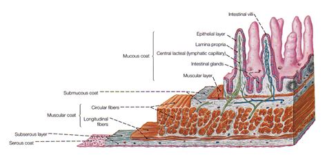 Intestinal Mucosa Intestinal Epithelium