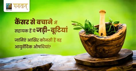 कैंसर से बचाने में सहा य क हैं ये जड़ी बूटियां जानिएं आखिर कौनसी हैं