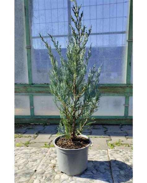 Юниперус Лунно сияние Juniperus Scopulorum Moonglow Дворът БГ