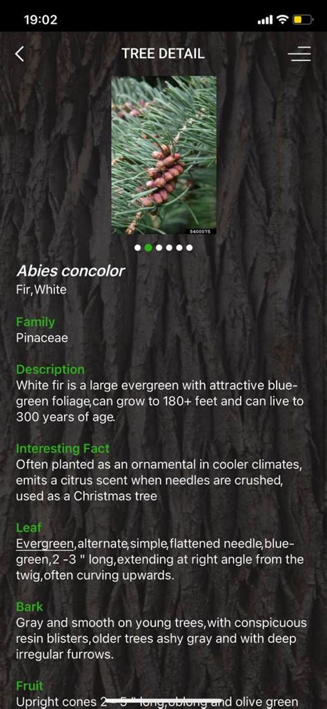 Free Tree Identification Apps For Android IOS Freeappsforme Free Apps For Android And IOS