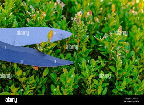 Garden Shears Cutting A Boxwoodtool For Plant Formation Boxwood