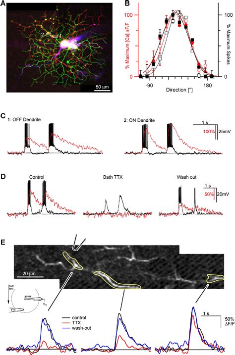 Direction Selective Dendritic Action Potentials In Rabbit Retina Neuron