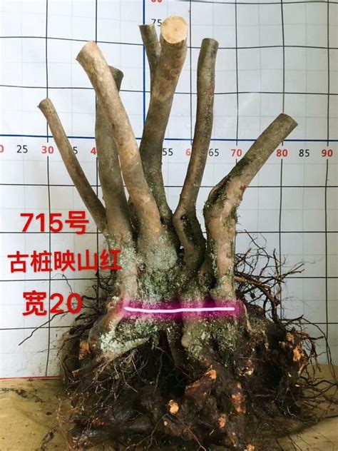 臃腫的疙瘩金蛋子樹樁不便宜盆友們爭著買瞧瞧吧 每日頭條