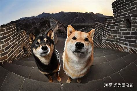 终于搞明白了秋田犬和柴犬的区别 如何区分秋田犬和柴犬 知乎