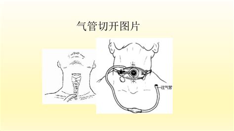 2023年《生理学基础》同步教学课件第五章 呼吸系统 共109张ppt 21世纪教育网 二一教育