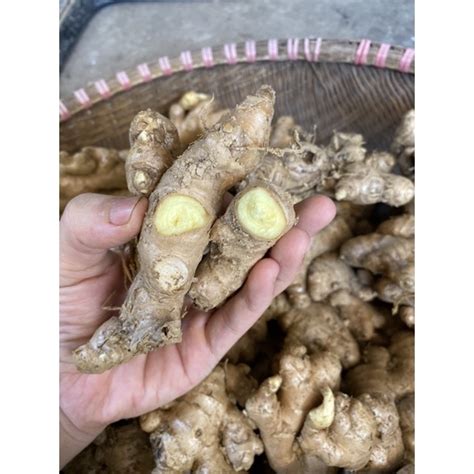 Gừng Ta Gừng Tươi Gừng Củ To Ngon Không Hư đóng Gói 500g Shopee
