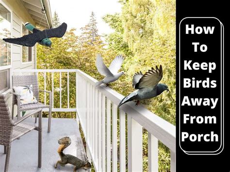 How To Keep Birds Away From Porch Birds Master