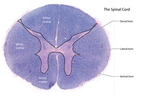 Spinal Cord Microarchitecture