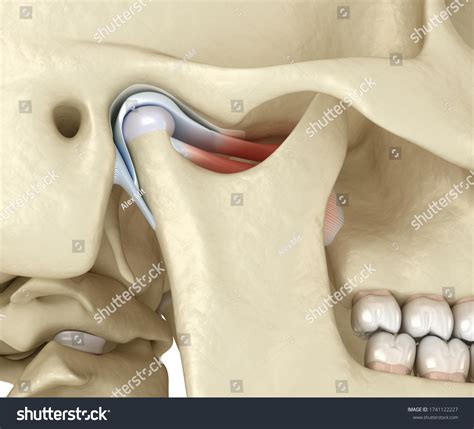 Tmj Las Articulaciones Temporomandibulares Anatomía De Ilustración