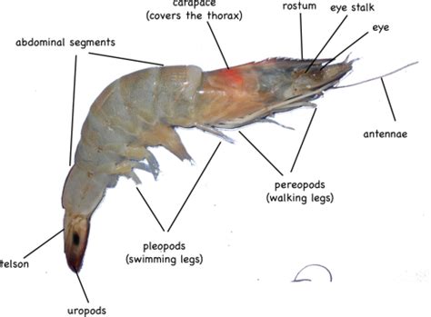 Shrimp Montessori Muddle