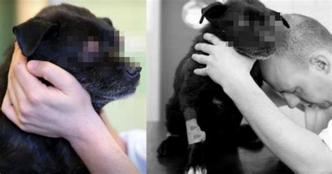 Jego oczy wypadły z oczodołów Zmarł bestialsko pobity pies
