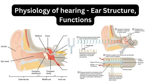What Are The 3 Main Parts Of The Human Ear And Their Functions