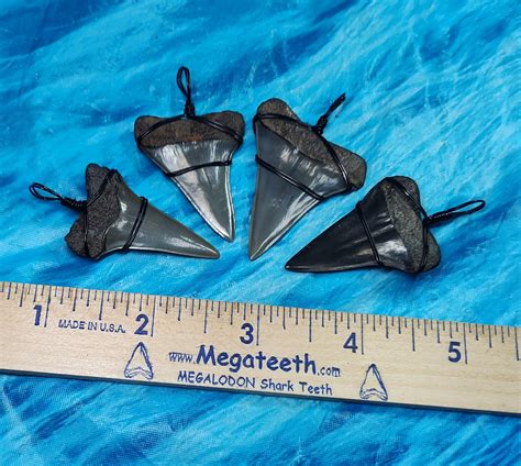 1 12 Inch Museum Quality Double Wrapped Quality Hastalis Extinct
