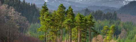 Tree Species Diversity Forest Research