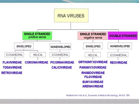 Clonal Interfernce In Viral Evolution Ppt