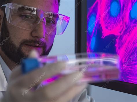 Cell Research Stock Image F0373395 Science Photo Library